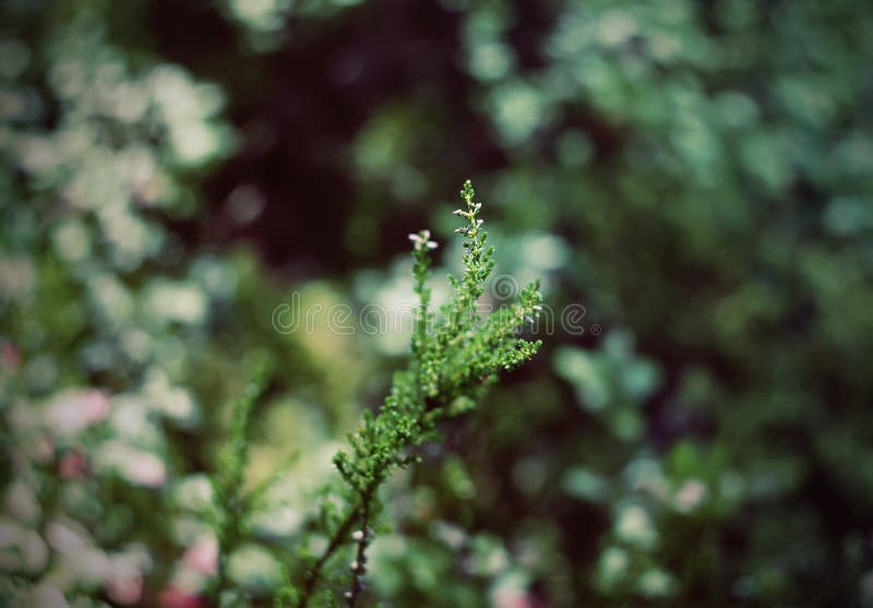 Forest pink heather stock photo. Image of garden, america - 77137428