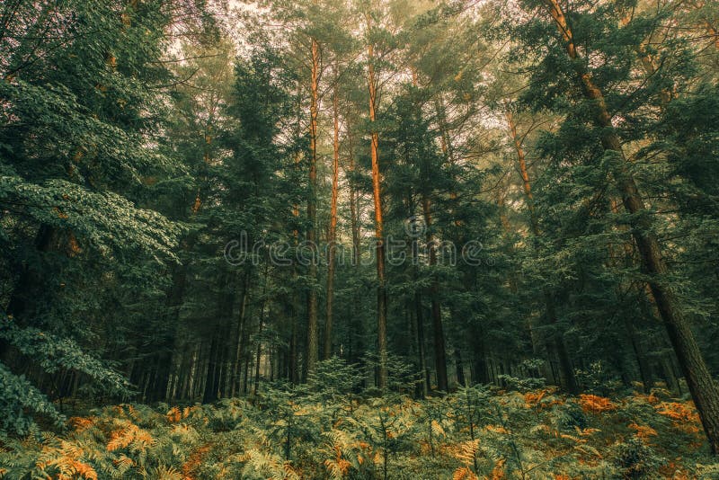 The Forest Place stock photo. Image of ferns, plants - 100451624