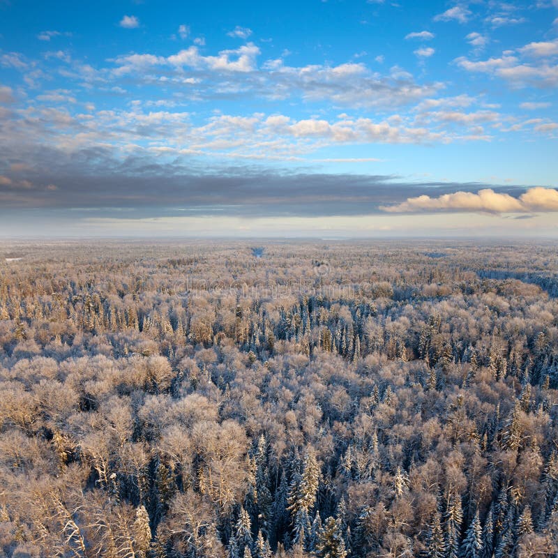 Forest of Plain and Small River in Winter Stock Image - Image of season ...