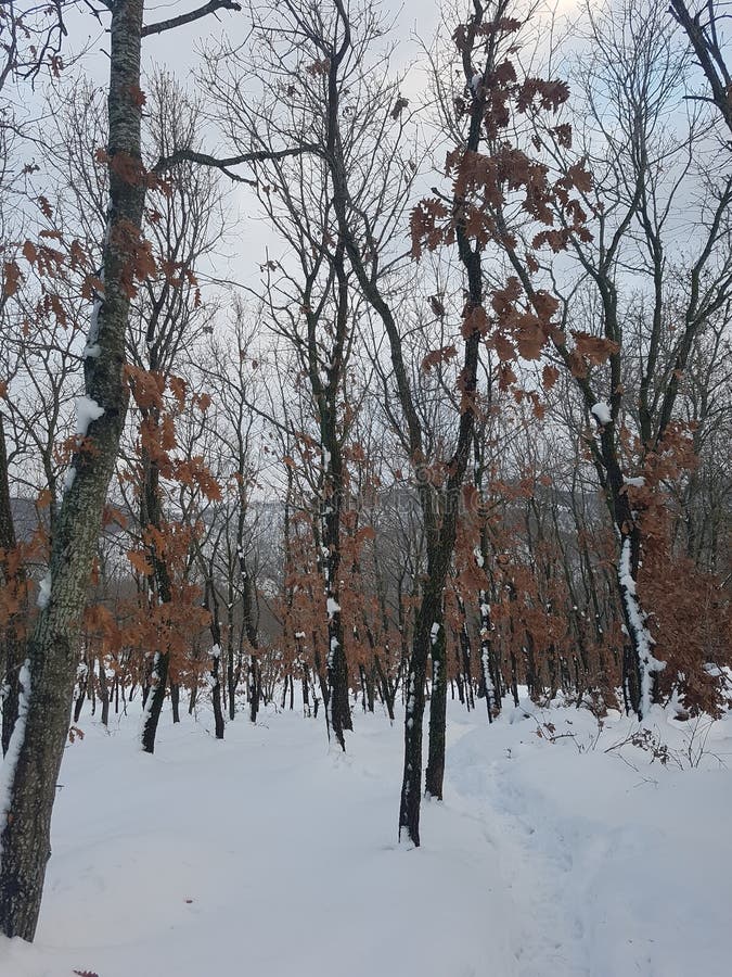 Forest & snow stock image. Image of freezing, snow - 272437523