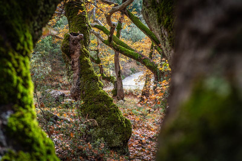 In the Forest, among the Plane Trees, in the Aidonia of Nemea Stock ...