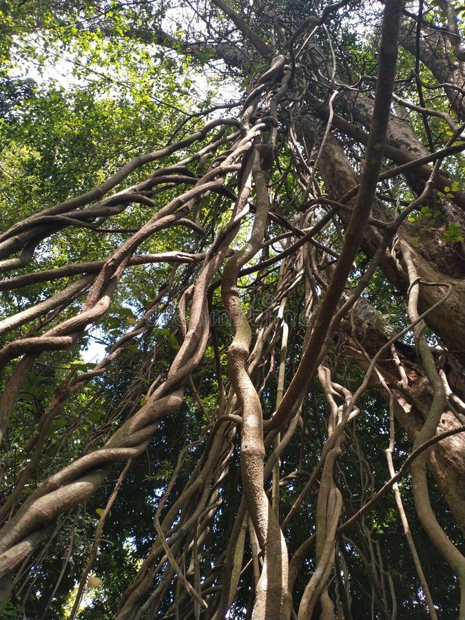 610 Texture Amazing Roots Tree Stock Photos - Free & Royalty-Free Stock ...