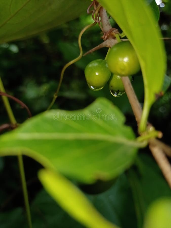 Forest Plant Fruit with Nice Water Drops Enjoying Nature Beauty Stock ...