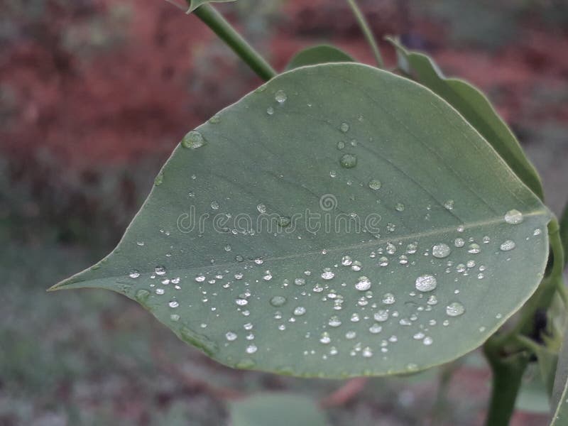 Forest Plant 99 Photo the Real Photo Stock Image - Image of real ...