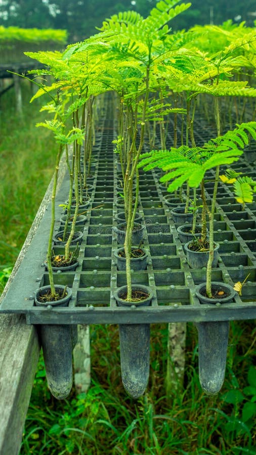 Forest Plant Seedling in the Nursery. Stock Image - Image of ...