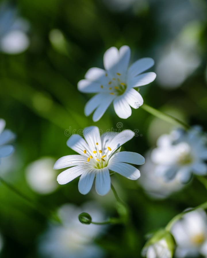 Forest Plant Stellate Flowers in Spring with White Flowers Stock Image ...