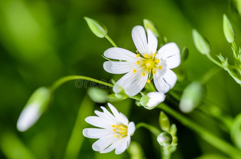 Forest Plant Stellate Flowers in Spring with White Flowers Stock Image ...