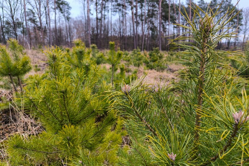 144 Evergreen Pine Plantations Stock Photos - Free & Royalty-Free Stock ...