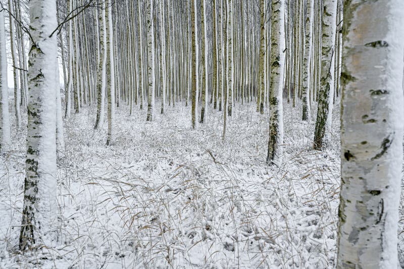 Forest of Planted Birch Trees in Sweden Stock Photo - Image of trunk ...