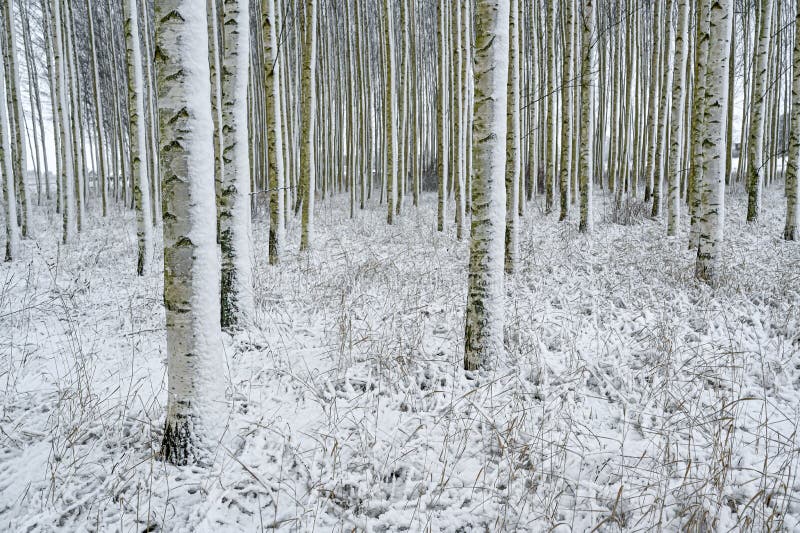 Forest of Planted Birch Trees in Sweden Stock Photo - Image of trunks ...
