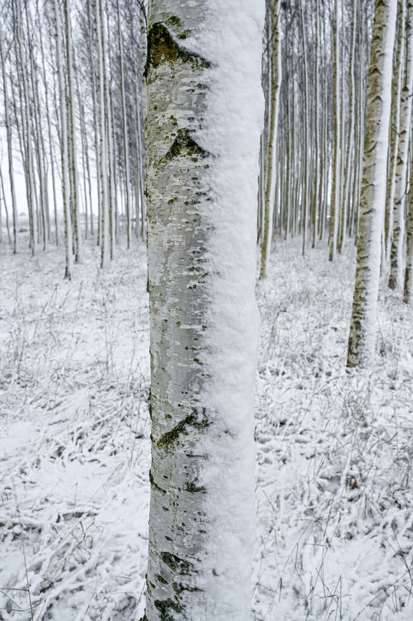 Forest of Planted Birch Trees in Sweden Stock Photo - Image of trunk ...