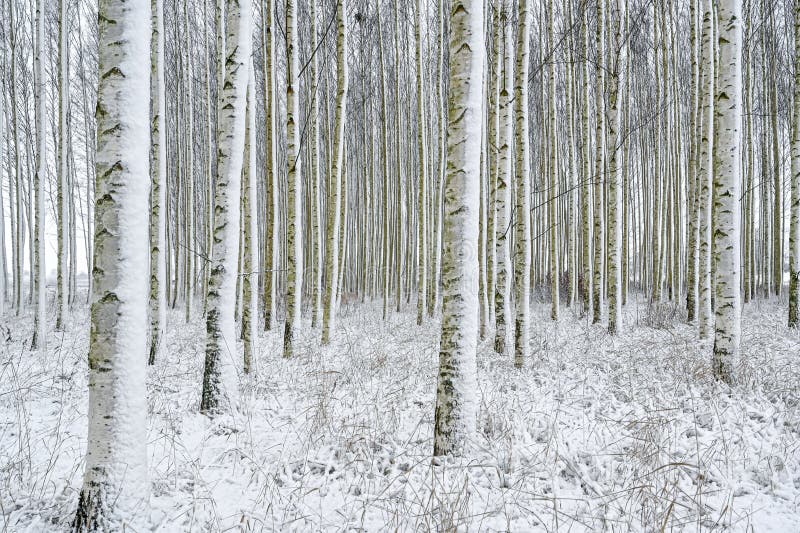 Forest of Planted Birch Trees in Sweden Stock Image - Image of outdoor ...
