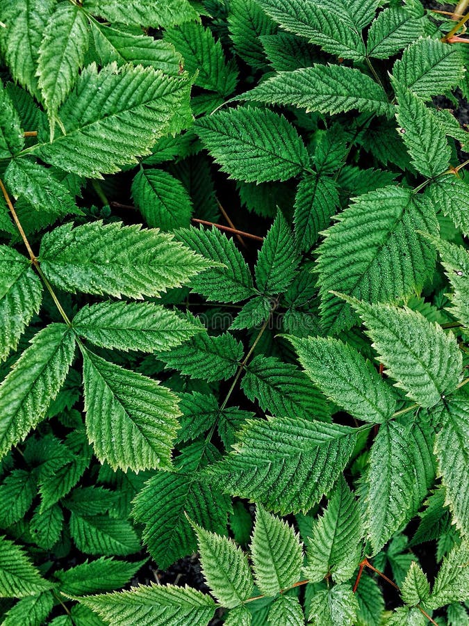 Green leaves texture stock photo. Image of forest, texture - 124602636