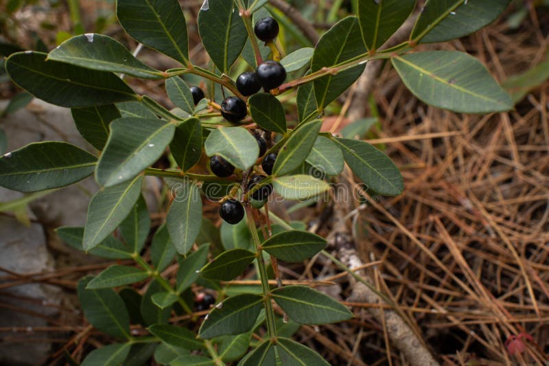 Forest Plants, Flowers, Berries, Forest Motifs Stock Photo - Image of ...