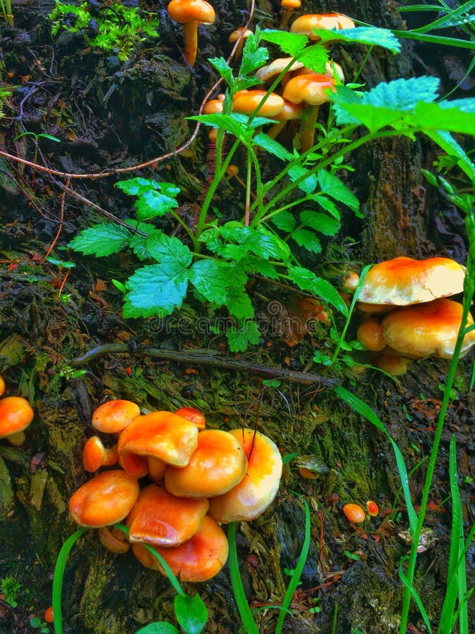 Forest plants stock image. Image of plants, nature, green - 119161867