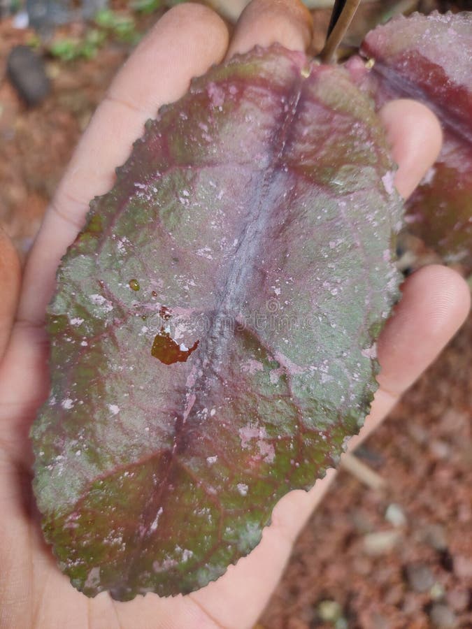 Forest Plants Have Unique Red Leaves Stock Image - Image of green ...