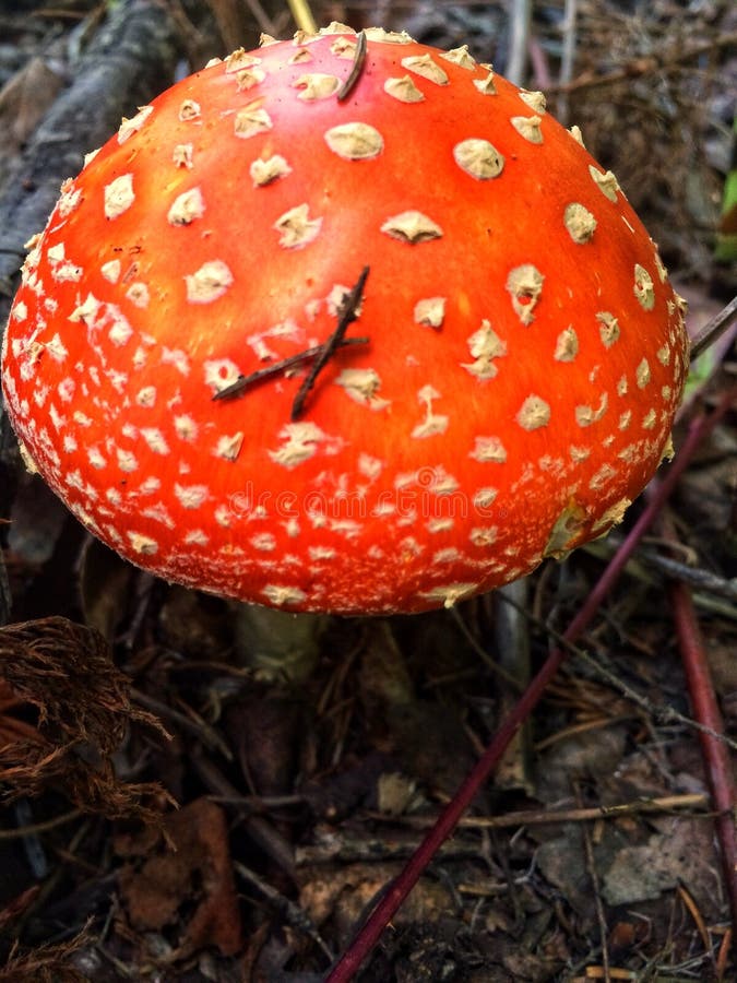 Mushroom toadstool stock image. Image of plants, forest - 123560433