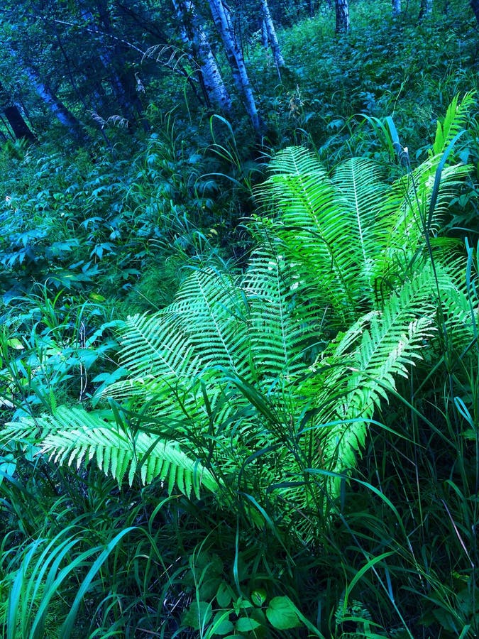 Night fern stock image. Image of fern, landscapes, plants - 123945665