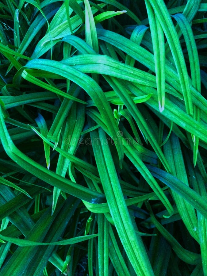 Green forest grass stock image. Image of grass, forest - 120608373