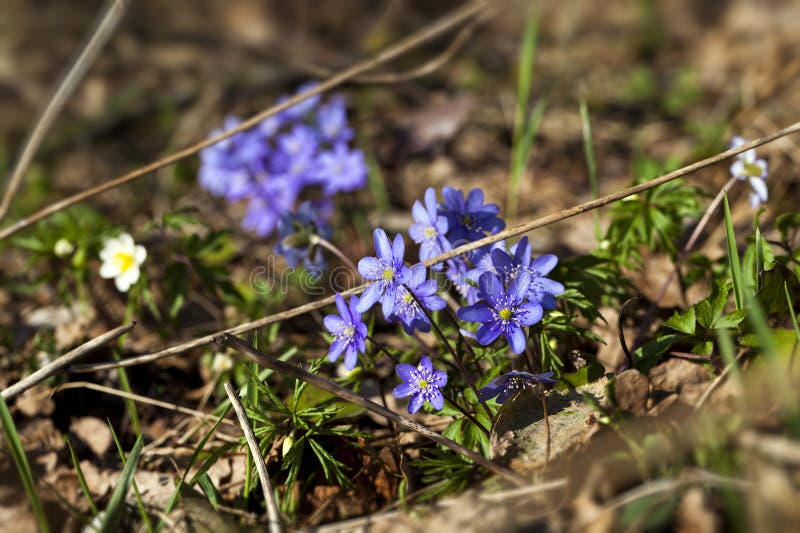 Forest Plants in the Spring Stock Image - Image of purple, park: 223003325