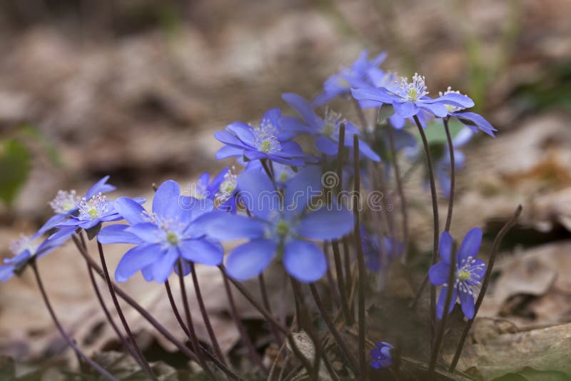 Forest Plants in the Spring Stock Photo - Image of green, light: 223055700