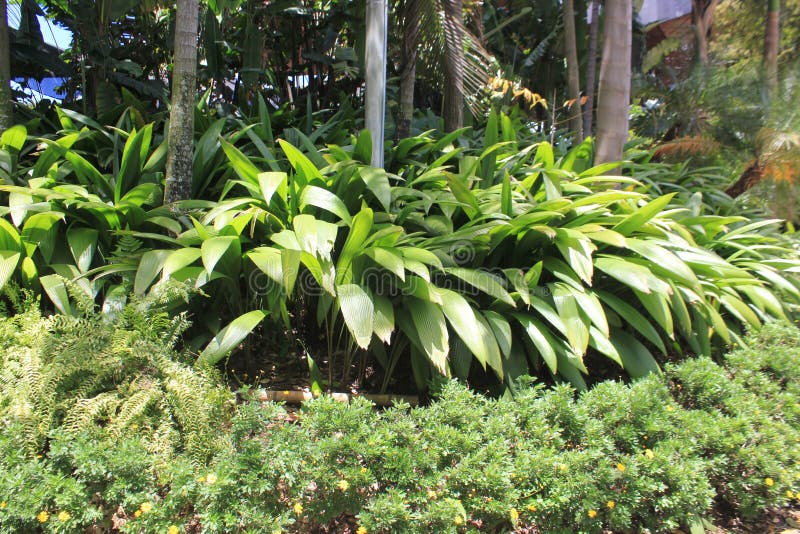 Forest with plants stock image. Image of park, green - 93639527
