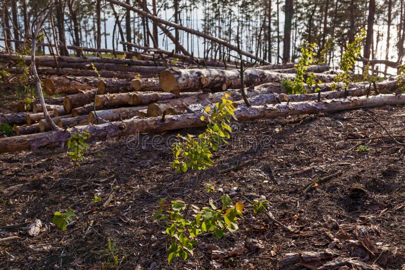 Forest Plot Cleared from the Trees. Stock Image - Image of clearground ...