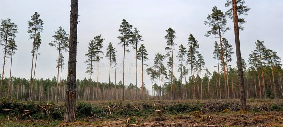 A Pine Forest in the Spring during Logging. Stock Image - Image of ...