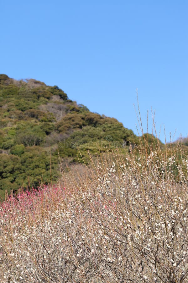 Forest of Plum and Blue Sky Stock Image - Image of fresh, environment ...