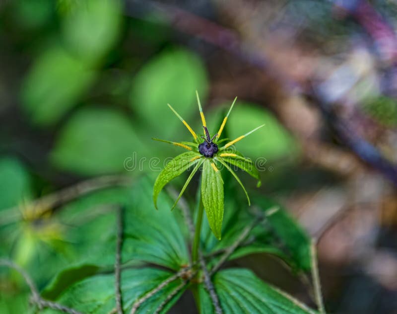The Forest Poisonous Plant Species in Paris Stock Photo - Image of ...