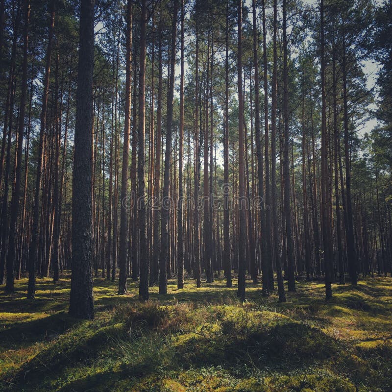 Forest in Poland stock image. Image of trees, poland - 81544151