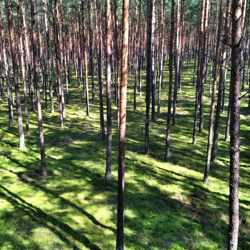Forest in Poland stock photo. Image of polish, pines - 81544528