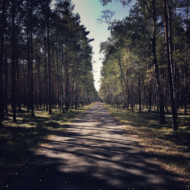 Forest in Poland stock photo. Image of tree, polish, nature - 81524646