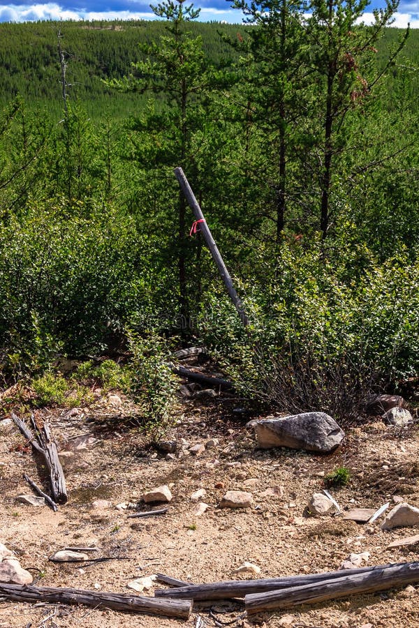 A Forest with a Pole Sticking Out of the Ground Stock Photo - Image of ...