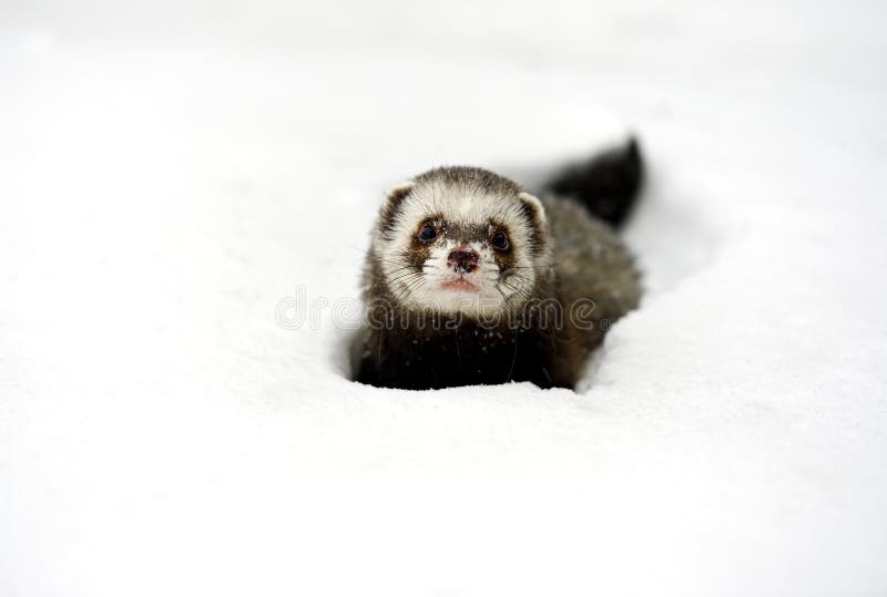 Forest polecat stock photo. Image of snow, nature, winter - 37666526