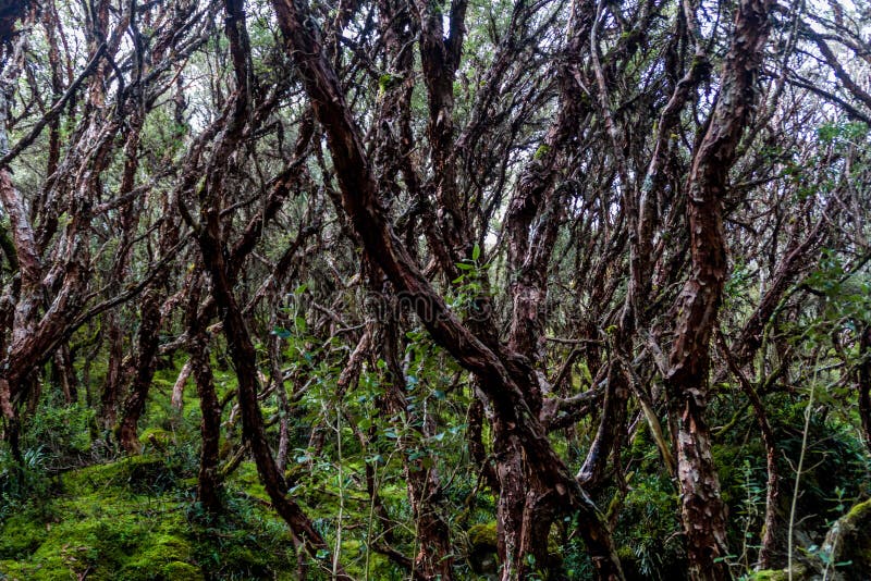 Forest of Polylepis trees stock image. Image of outdoor - 131712271