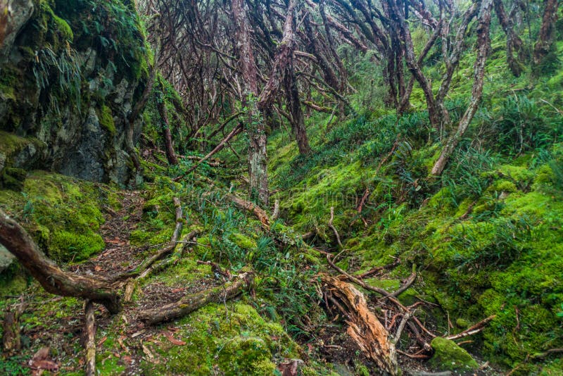 Forest of Polylepis trees stock image. Image of america - 131712343