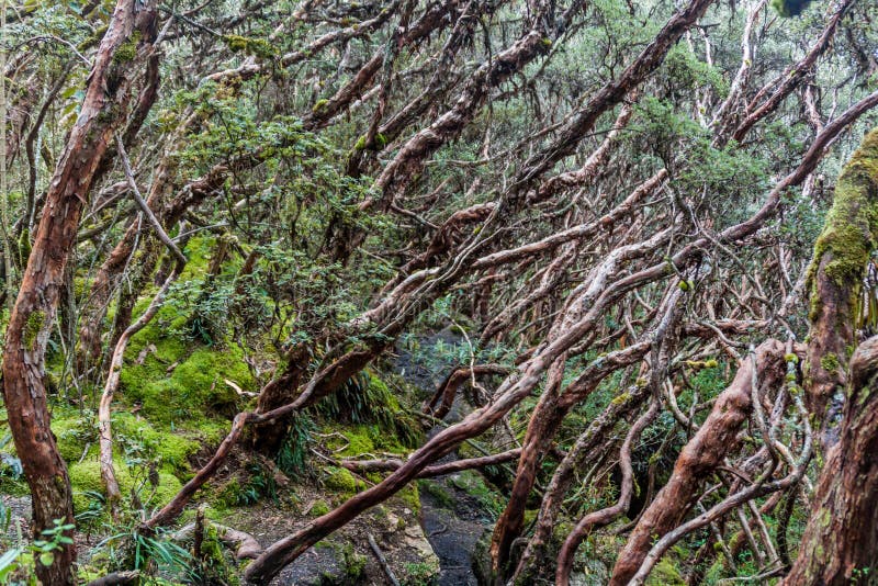 Forest of Polylepis Trees in National Park Cajas Stock Image - Image of ...