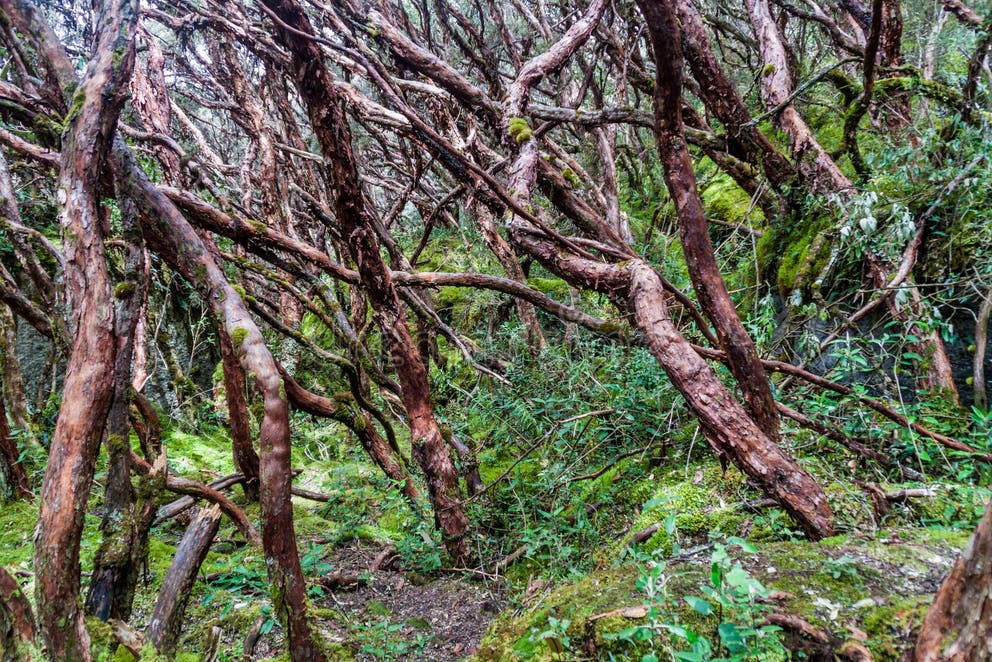 Forest of Polylepis trees stock image. Image of foliage - 131712059