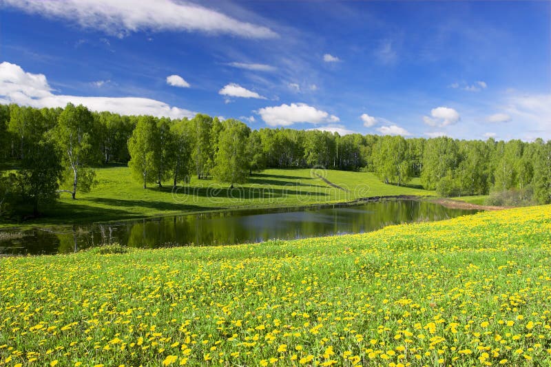 Forest pond stock photo. Image of pond, beam, dundelion - 2490394