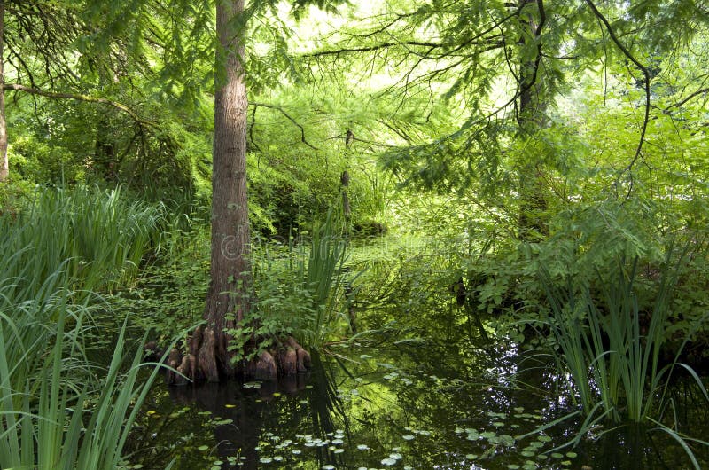 Forest Pond photo stock. Image du sauvage, forêt, nature - 42902922