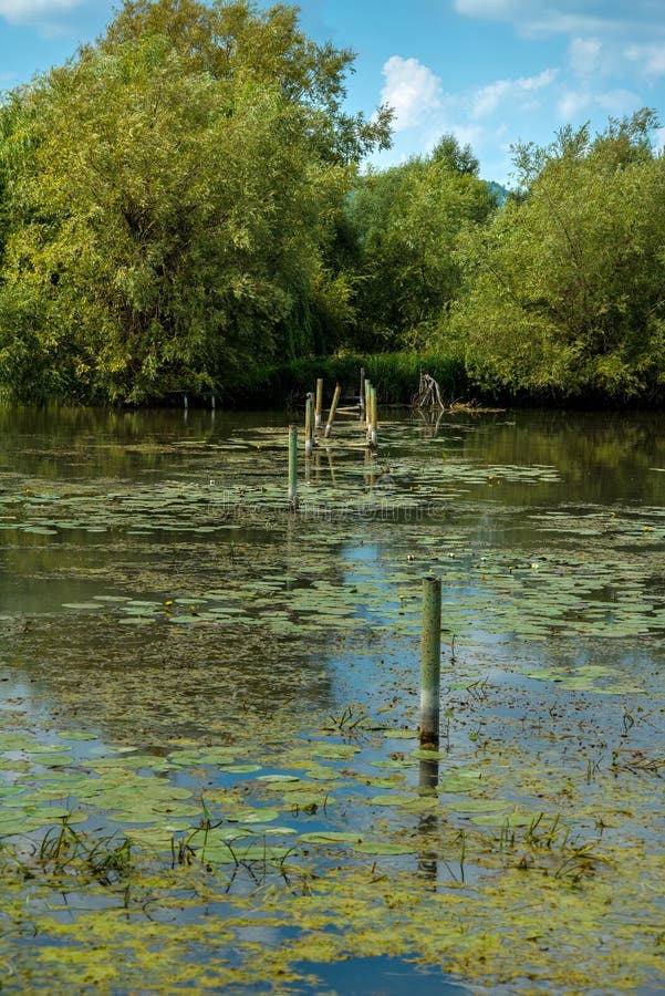 Forest Pond with Algae, Reeds, Remains of a Bridge in the Water Stock ...