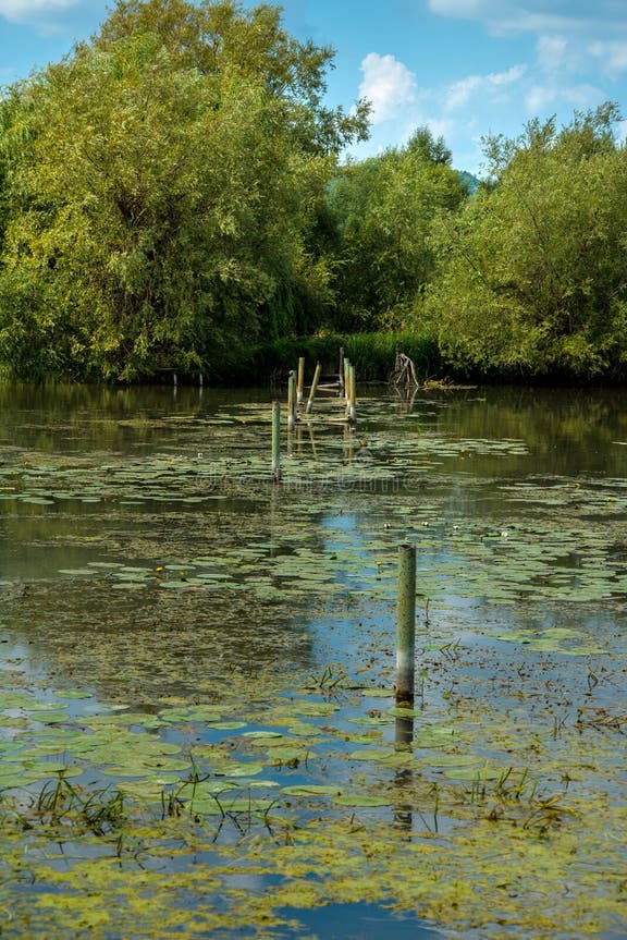 Forest Pond with Algae, Reeds, Remains of a Bridge in the Water Stock ...