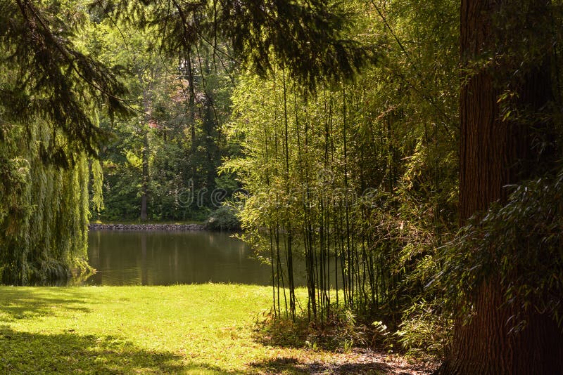 Forest Pond stock photo. Image of trees, pretty, yard - 31906992