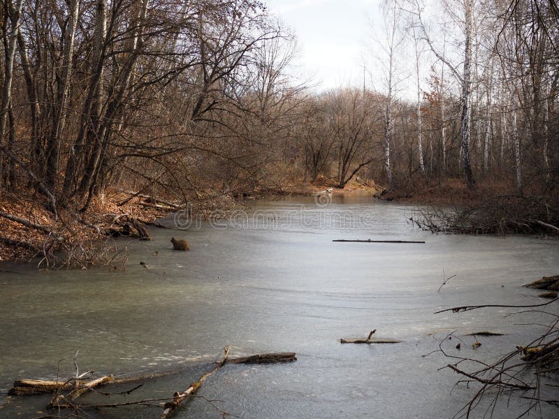Forest Pond at the Beginning of Winter. Freezing-over Stock Image ...
