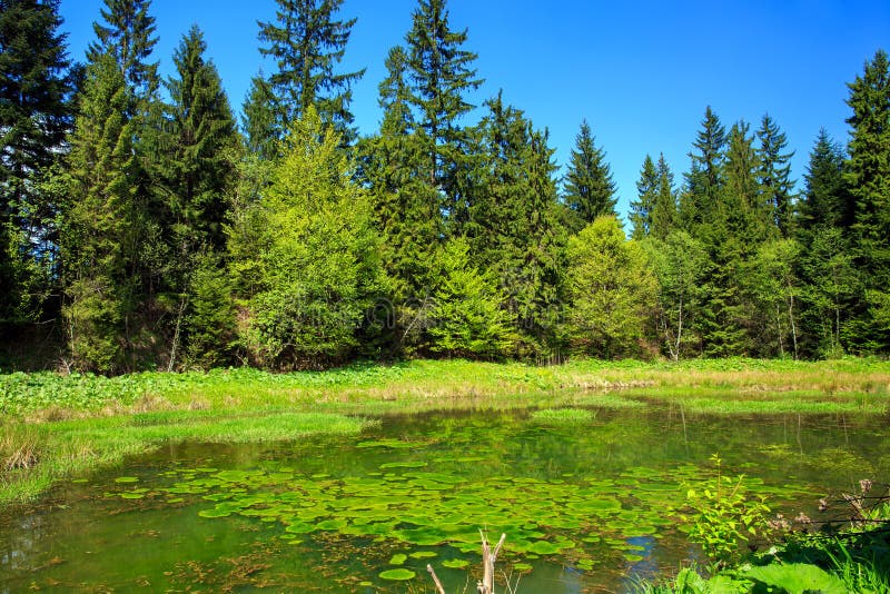 Forest pond stock photo. Image of foliage, green, blue - 40779418