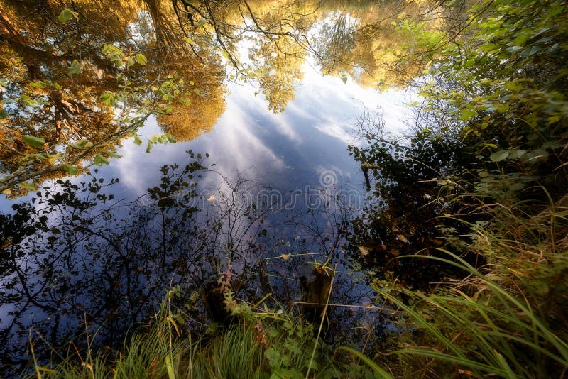 Forest Pond Fantasy with Tree Reflections Stock Photo - Image of bright ...