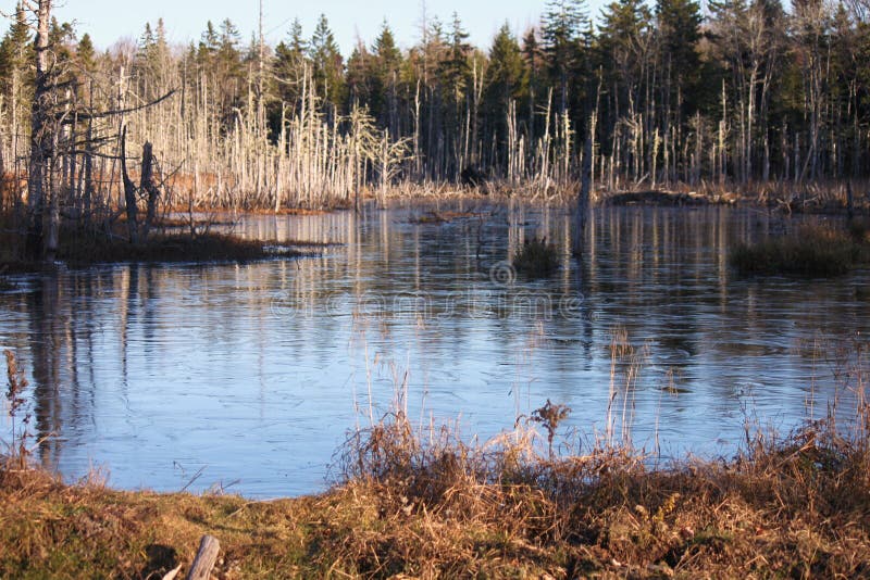 Forest pond with ice stock photo. Image of water, deadtrees - 62863046