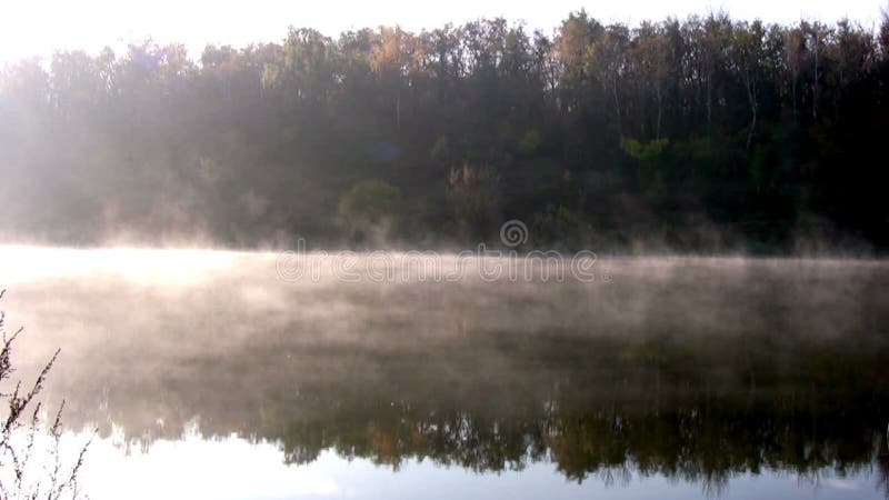 Forest pond. Morning stock footage. Video of lake, morning - 38124075