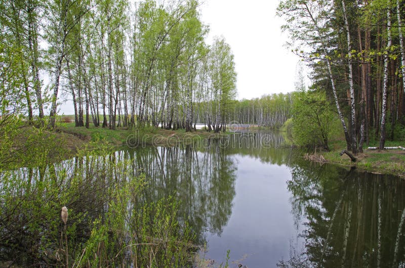Forest pond stock image. Image of natural, water, forest - 92033427